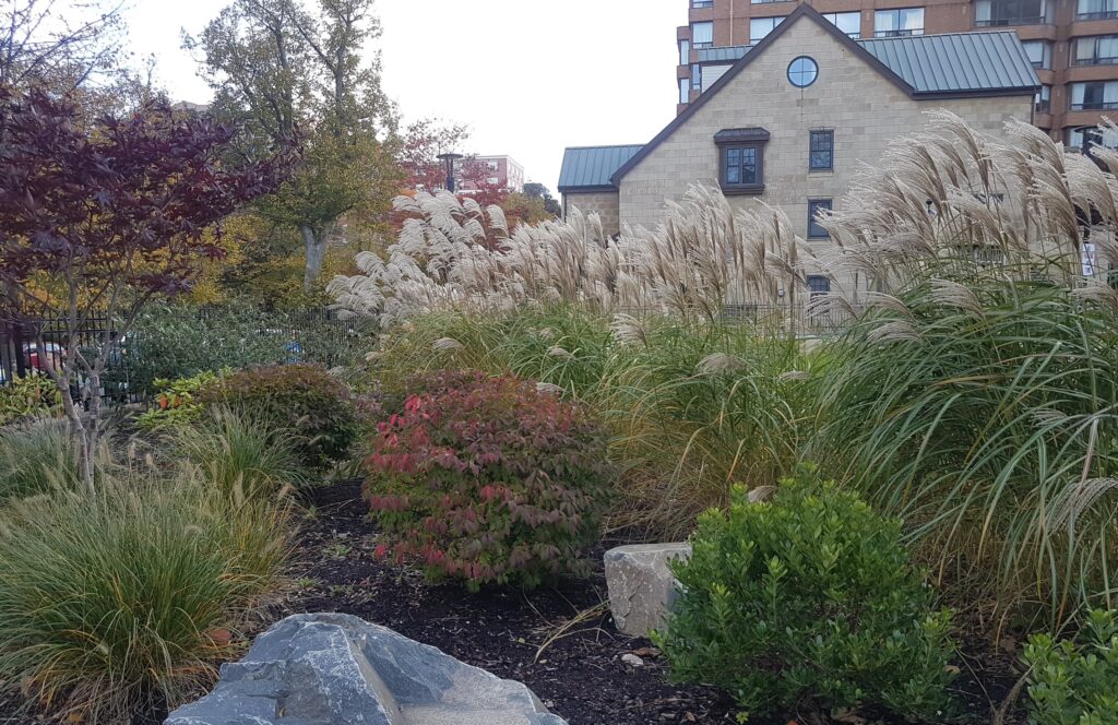 Spring Garden Rd - Outside Landscape Architects